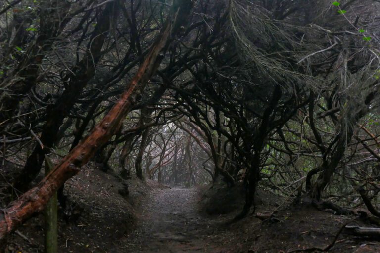 Day Trip to La Laguna and the National Park of Anaga | bye:myself