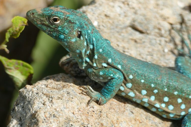 What Not to Miss in ARUBA, the Caribbean A-Lister | bye:myself