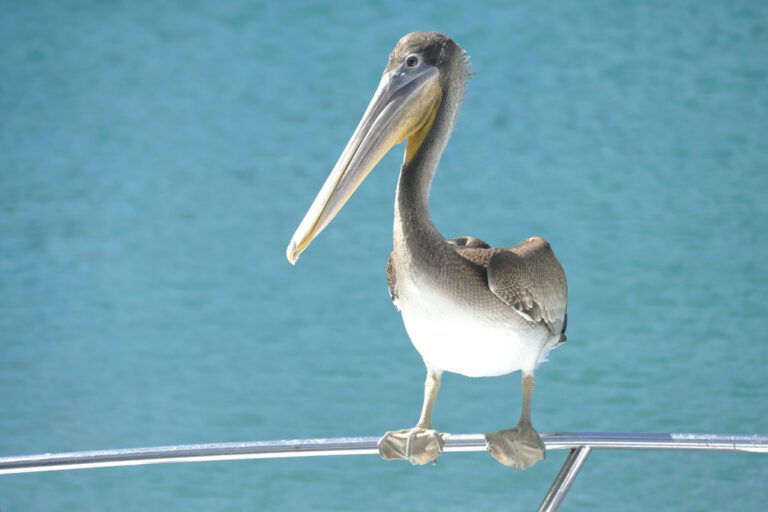 What Not to Miss in ARUBA, the Caribbean A-Lister | bye:myself