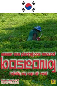 Green Tea Plantations in BOSEONG: Totally My Cup Of Tea! | bye:myself