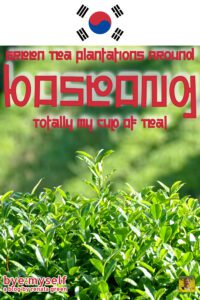 Green Tea Plantations in BOSEONG: Totally My Cup Of Tea! | bye:myself