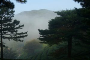 Green Tea Plantations in BOSEONG: Totally My Cup Of Tea! | bye:myself